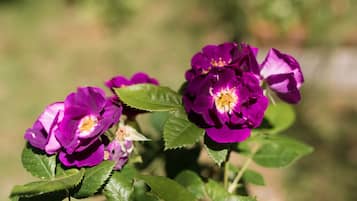 Um close-up de flores roxas vibrantes com folhas verdes.