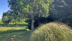 Uma árvore com um comedouro para pássaros em seus galhos, cercada por grama alta e uma cerca.