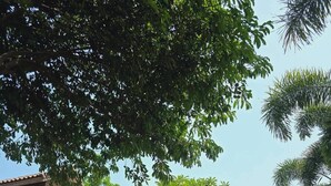 Uma fileira de edifícios de madeira em estilo tradicional, com telhados em cerâmica, cercada por vegetação exuberante e um céu claro.