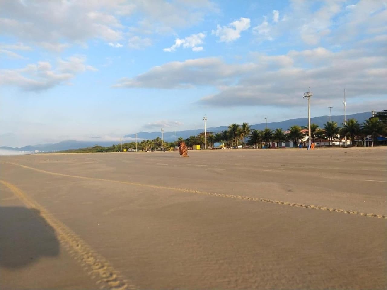 Ampla praia de areia dourada com palmeiras e céu claro.