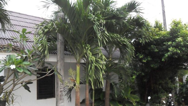 Um edifício com telhado de metal corrugado, rodeado por vegetação exuberante, incluindo palmeiras e outras plantas tropicais.