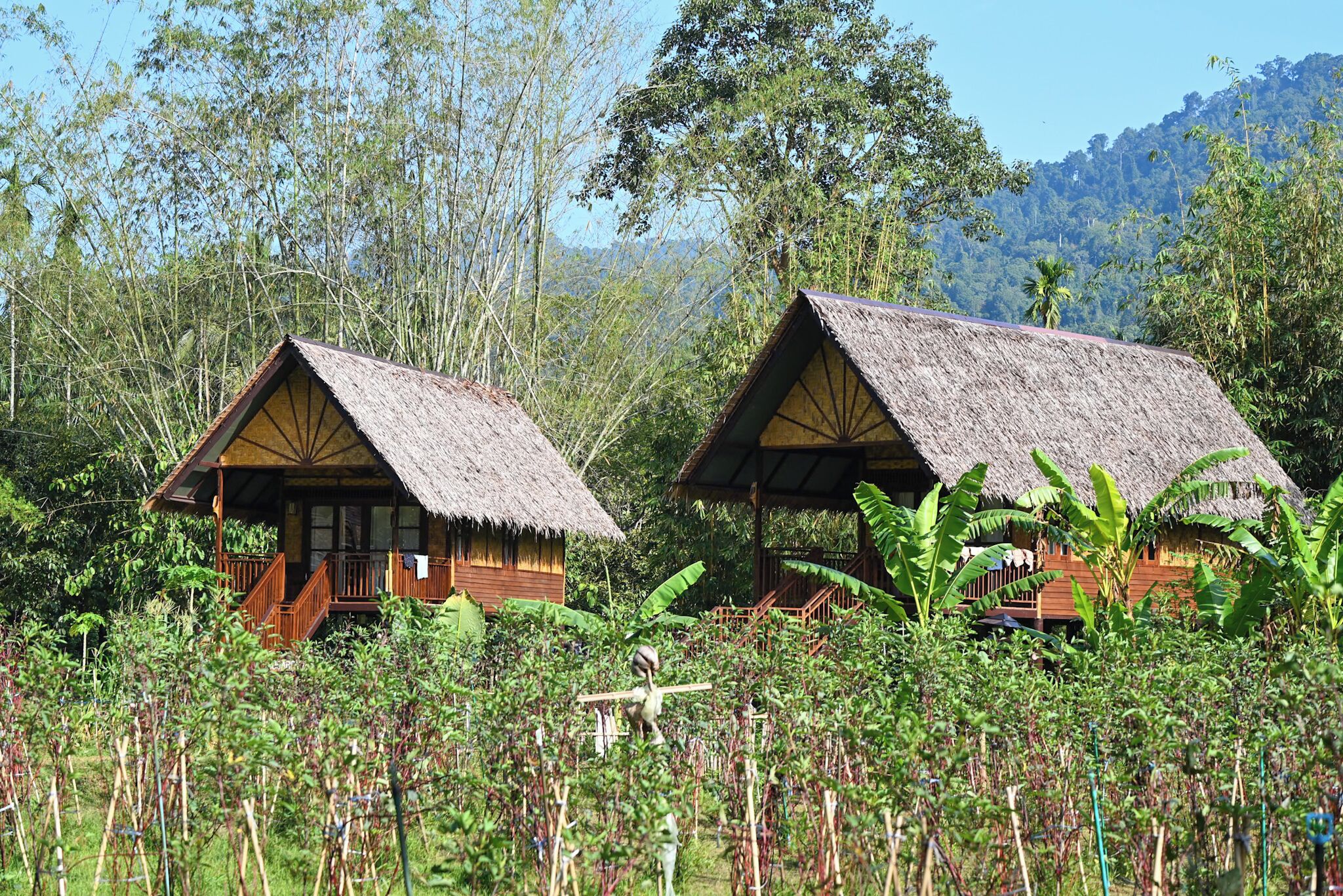 Duas casas de campo com telhados de palha, rodeadas por vegetação exuberante.