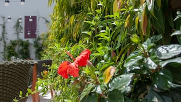 Jardim