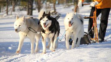 Três cães husky puxando um trenó em uma paisagem coberta de neve.