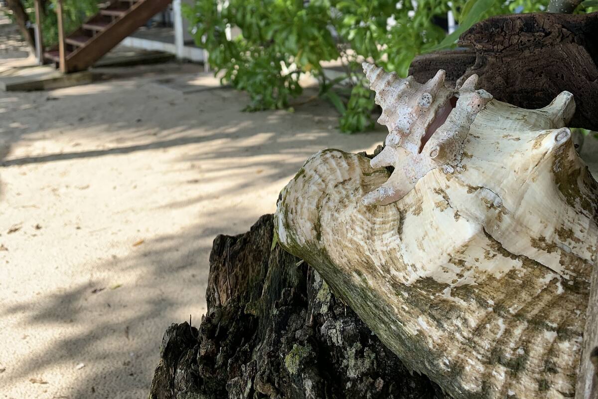 Um imóvel à beira-mar com escadaria de madeira que dá para uma varanda, cercado por vegetação exuberante.