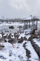 Um gazebo à beira de um lago com patos e gansos.