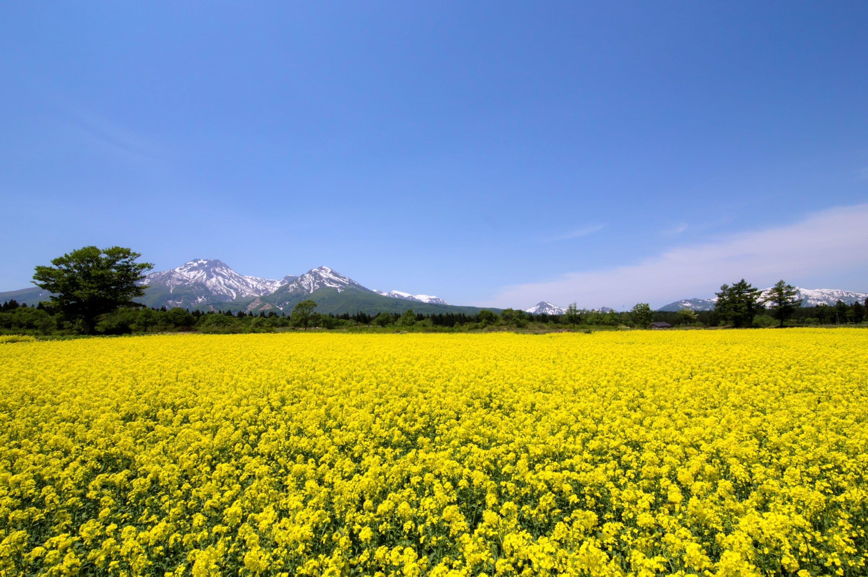 Um campo de flores amarelas com uma montanha ao fundo.
