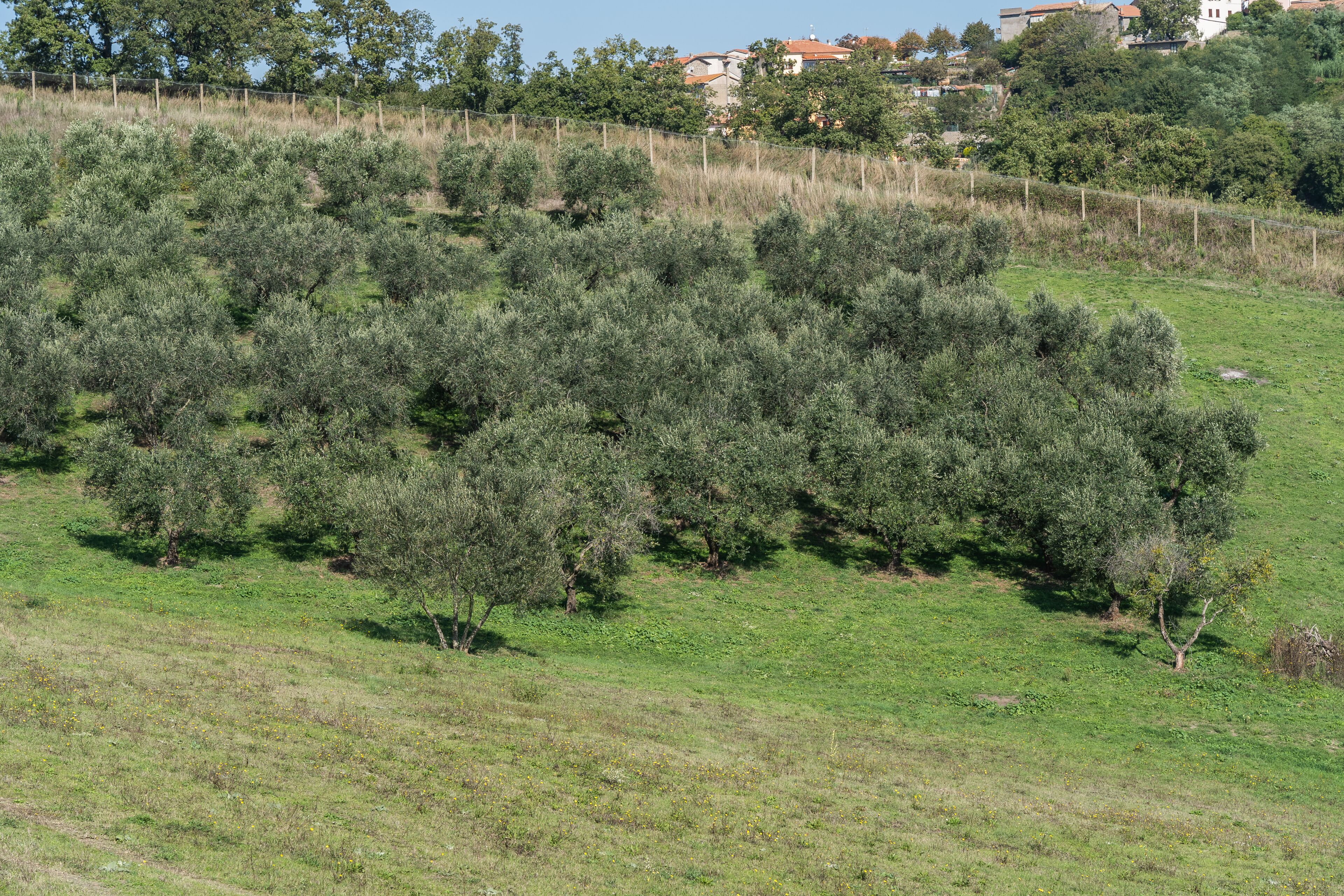 Campo de oliveiras numa encosta, com uma vedação ao fundo e casas à distância.