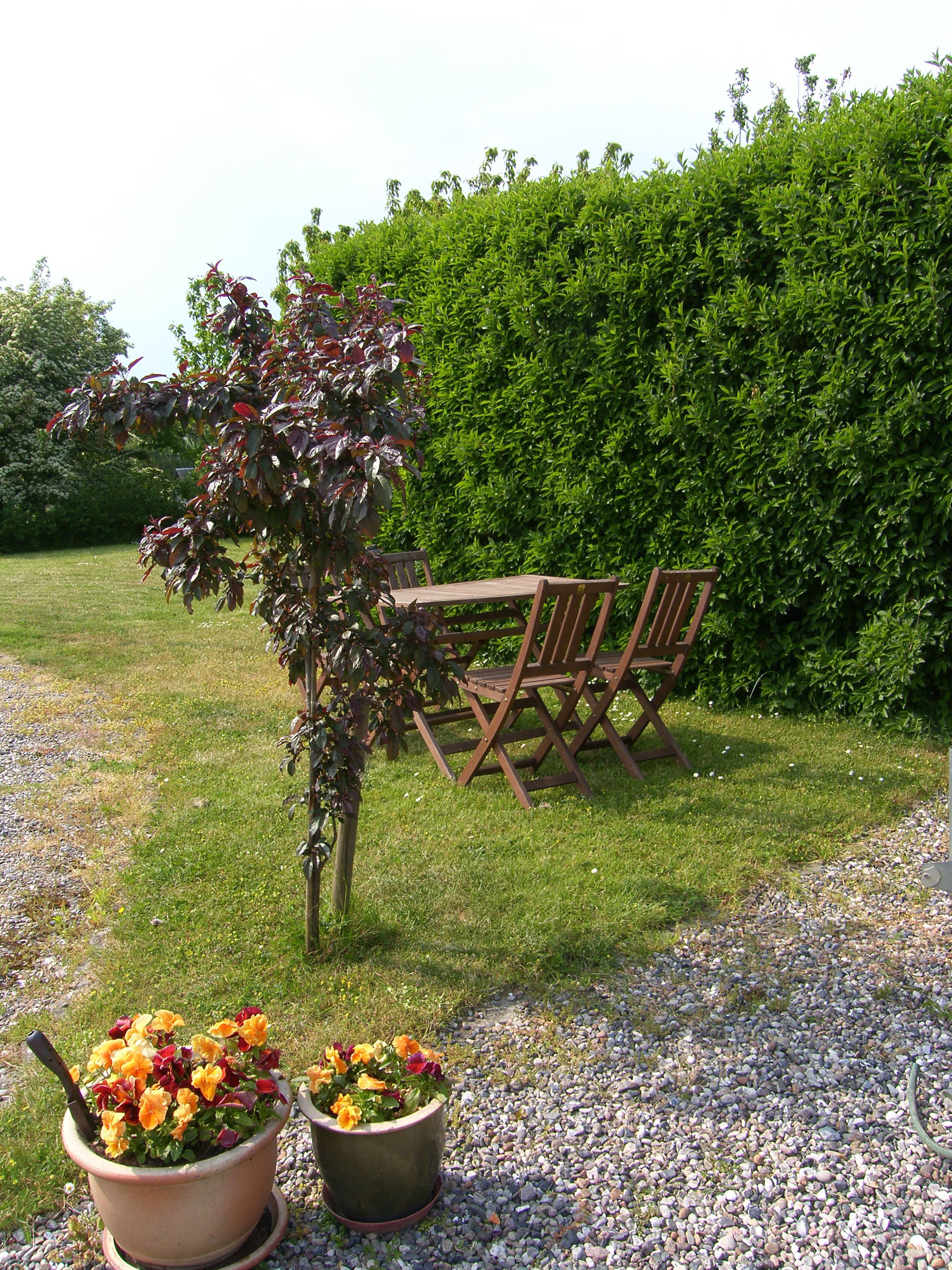 Um jardim com mesa e cadeiras de madeira, uma planta em vaso com flores e uma sebe ao fundo.