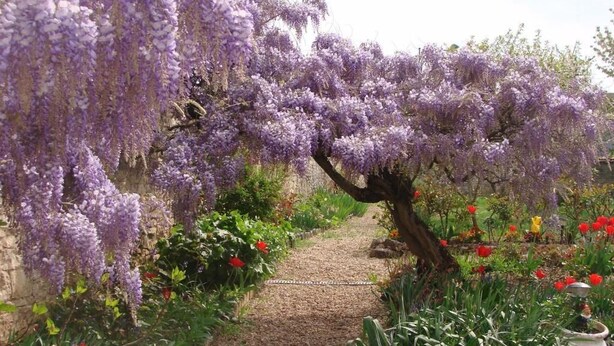 Um jardim com trepadeiras de glicínias roxas, um caminho de cascalho e diversas flores coloridas.