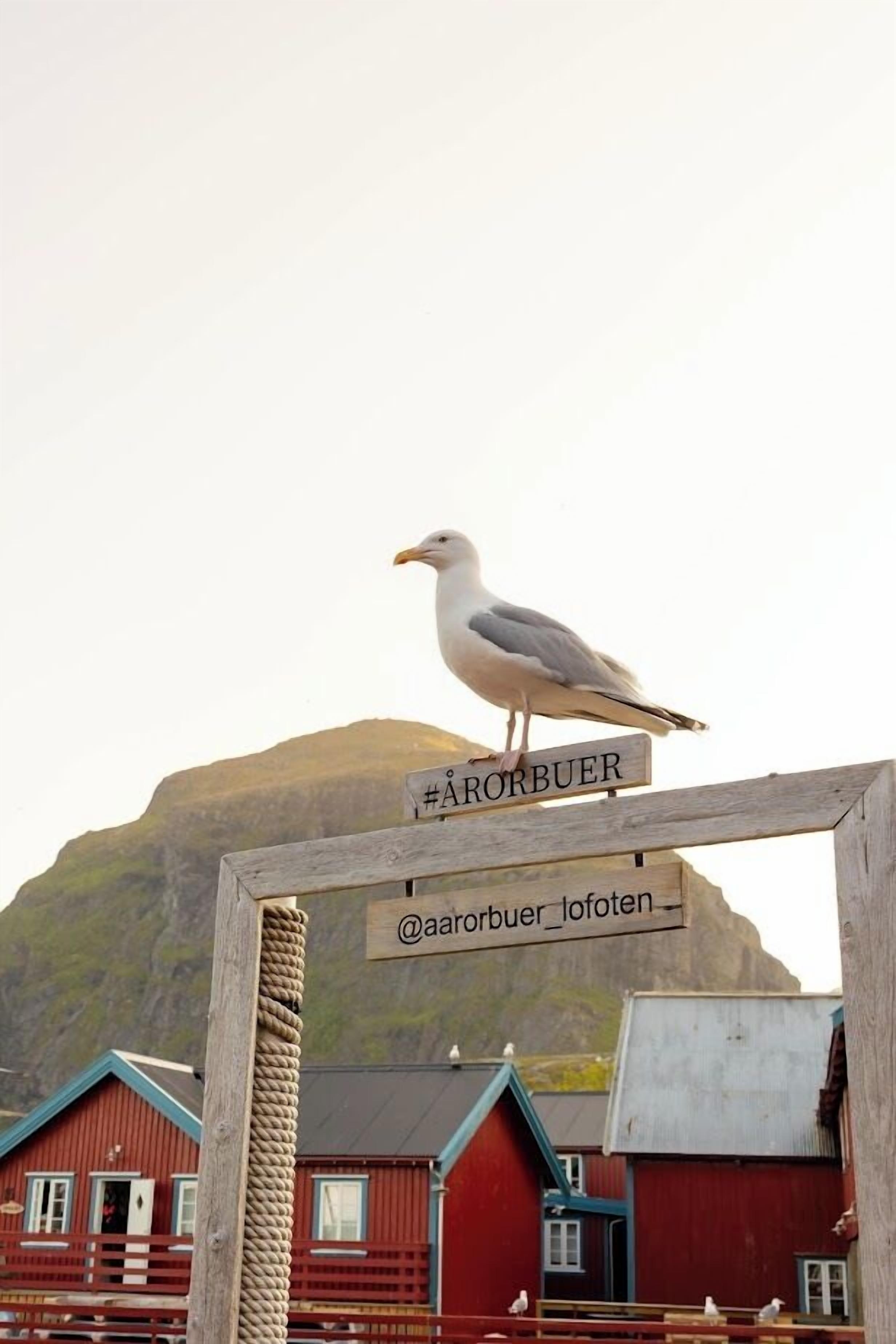 Uma gaivota empoleirada em uma placa de madeira com o texto #AARORBUER e @aarorbuertofoten.