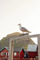 Uma gaivota empoleirada em uma placa de madeira com o texto #AARORBUER e @aarorbuertofoten.