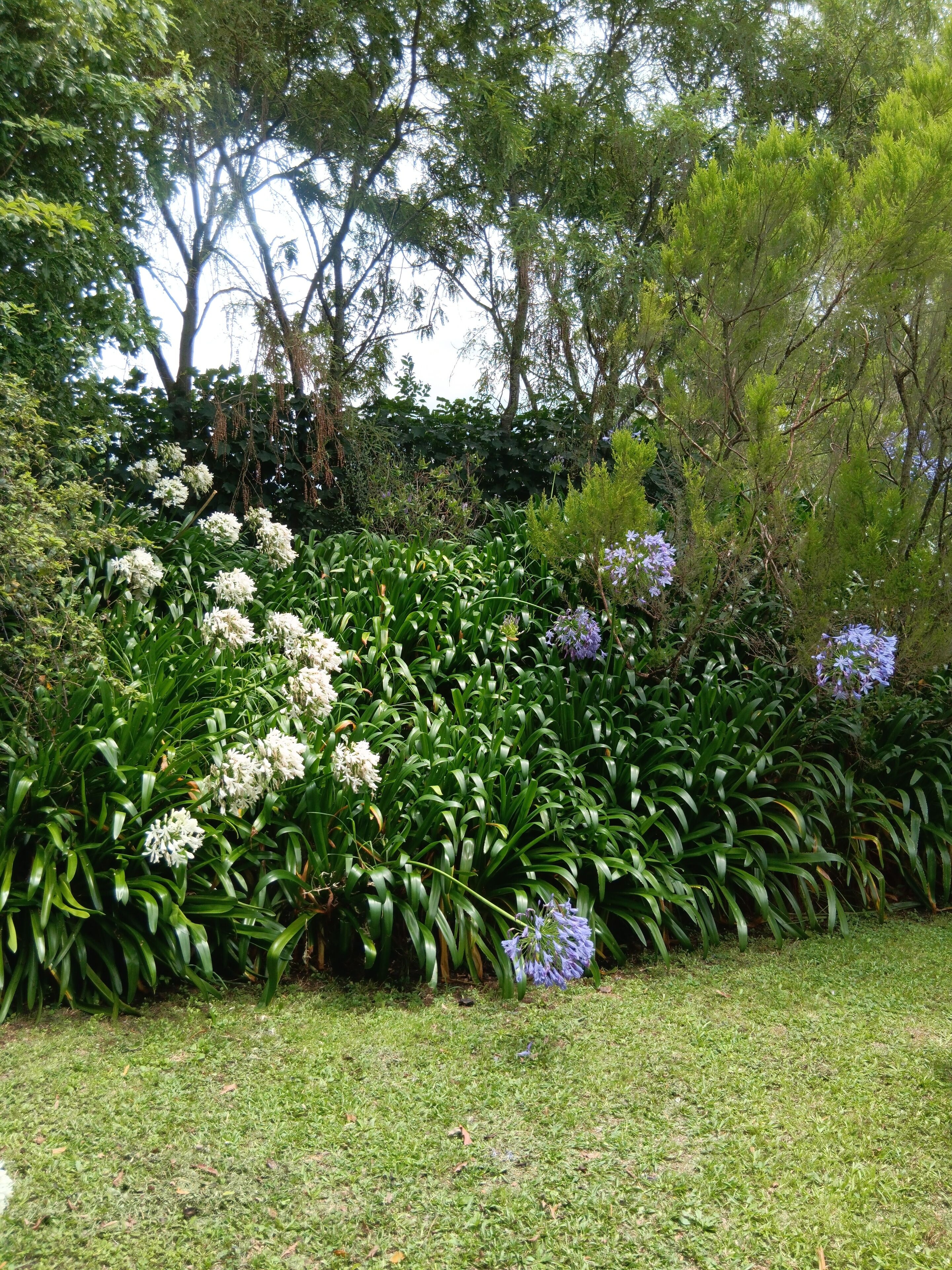Um jardim com diversas plantas e árvores.
