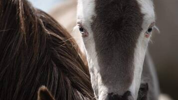 Close-up do rosto de um cavalo.
