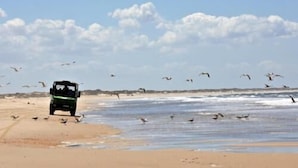 Uma praia com um veículo estacionado na areia e aves voando perto da água.