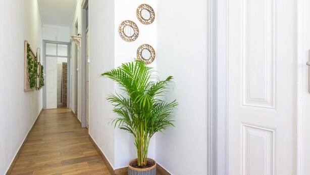 Um corredor com piso de madeira, um vaso de planta e espelhos decorativos na parede.