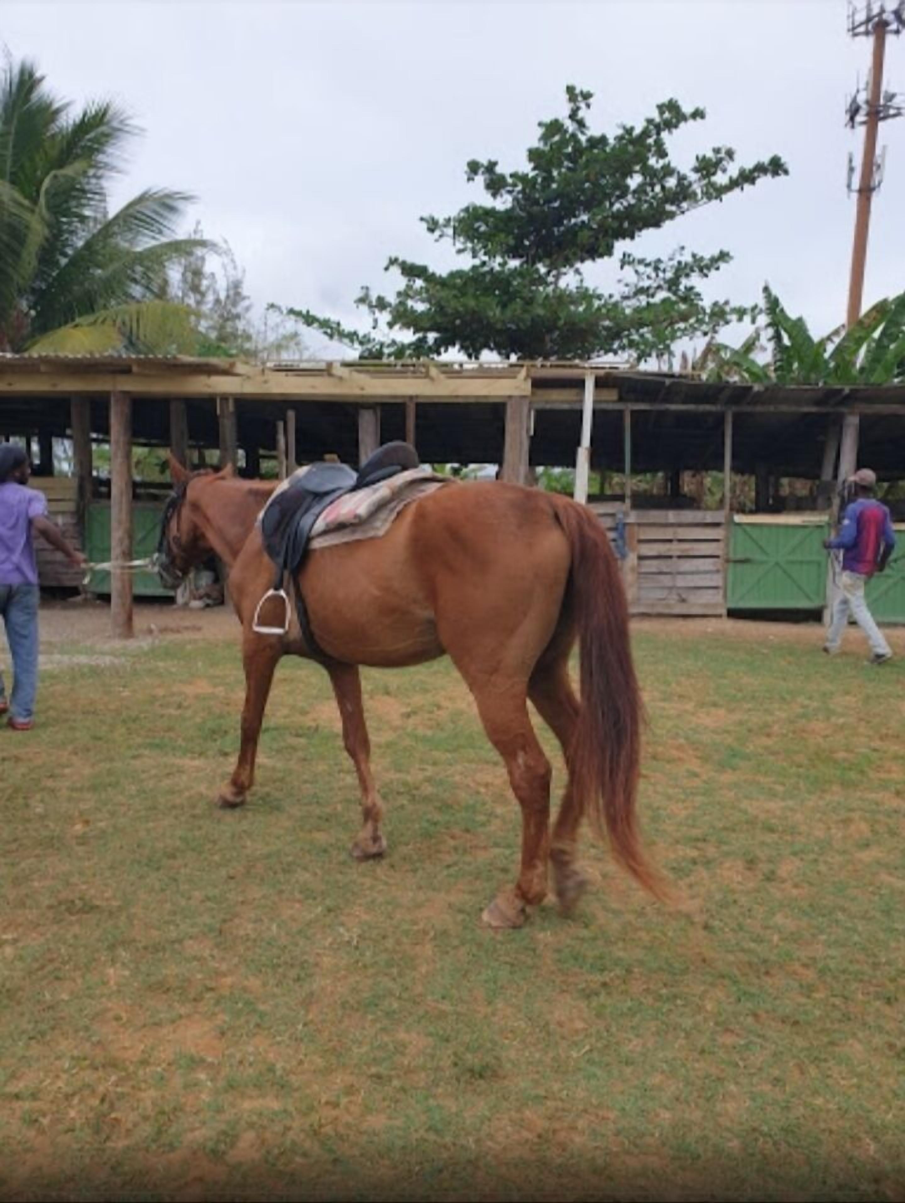 Um cavalo com sela em área gramada, com abrigo e pessoas ao fundo.