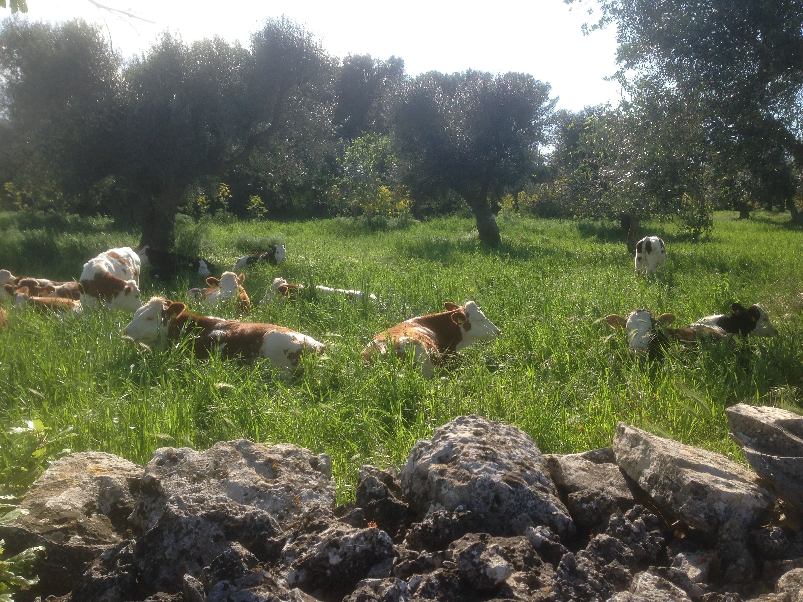 Um campo gramado com vacas pastando, cercado por árvores e pedras.