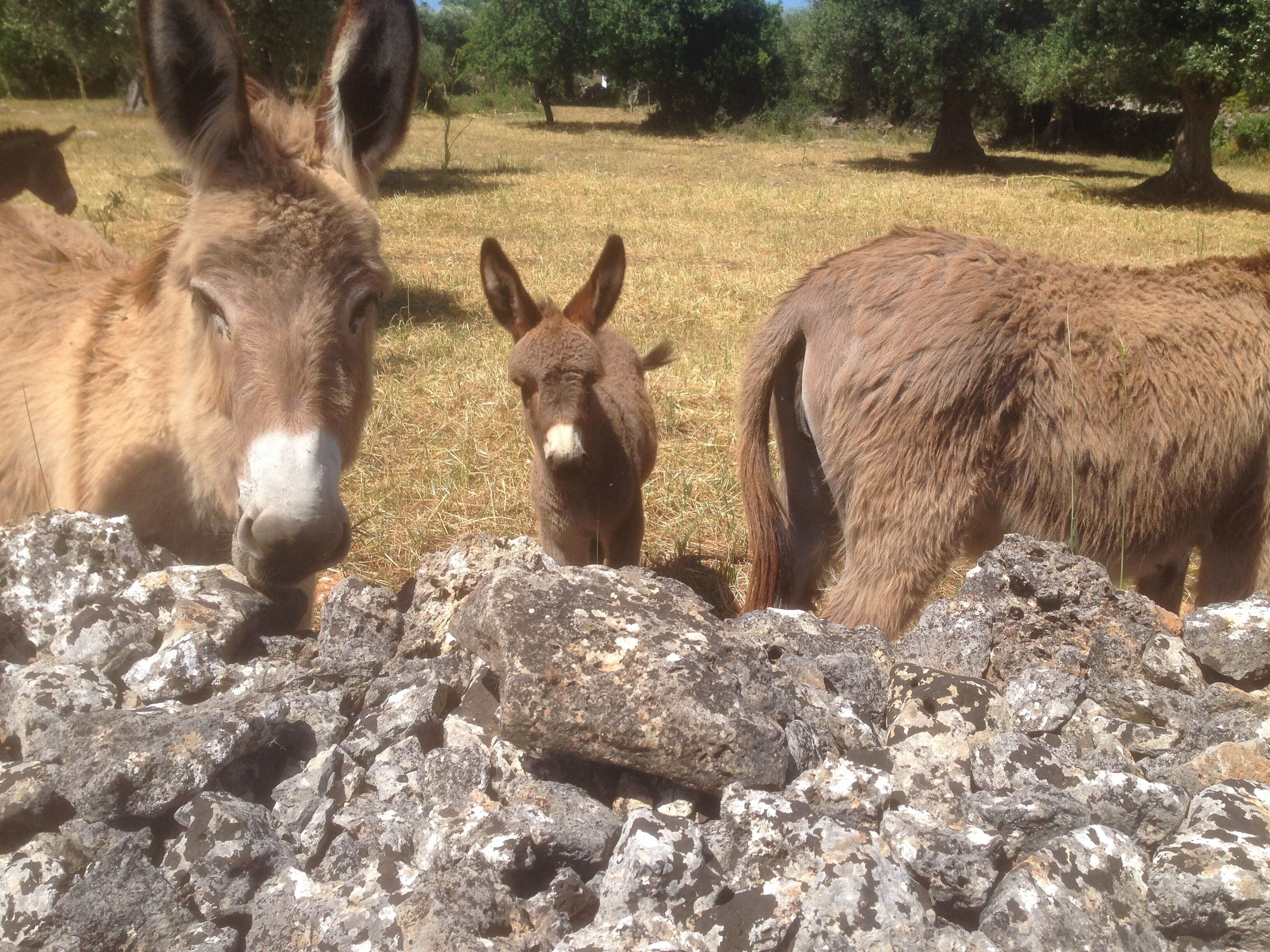 Um burro atrás de uma barreira rochosa.