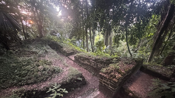 Uma área arborizada com trilho de pedra e degraus cobertos de musgo.