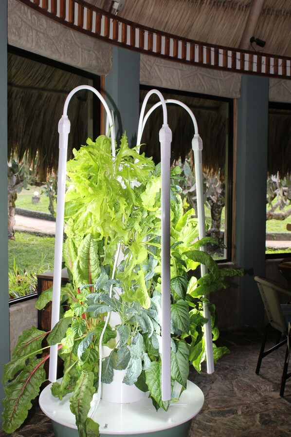 Pequenos-almoços servidos, cozinha local e internacional 