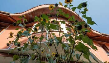 Um edifício com telhado curvo e área de jardim com girassóis.