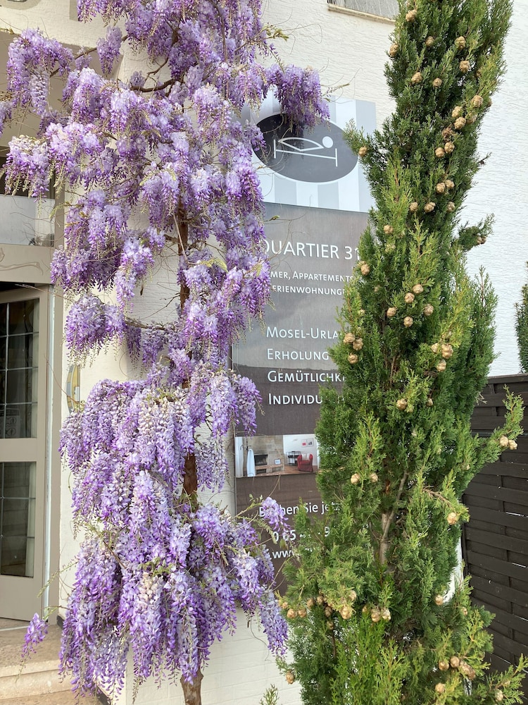 Quartier31 - Lieser