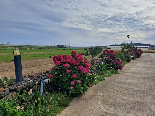 Gosan Irang - South Korea