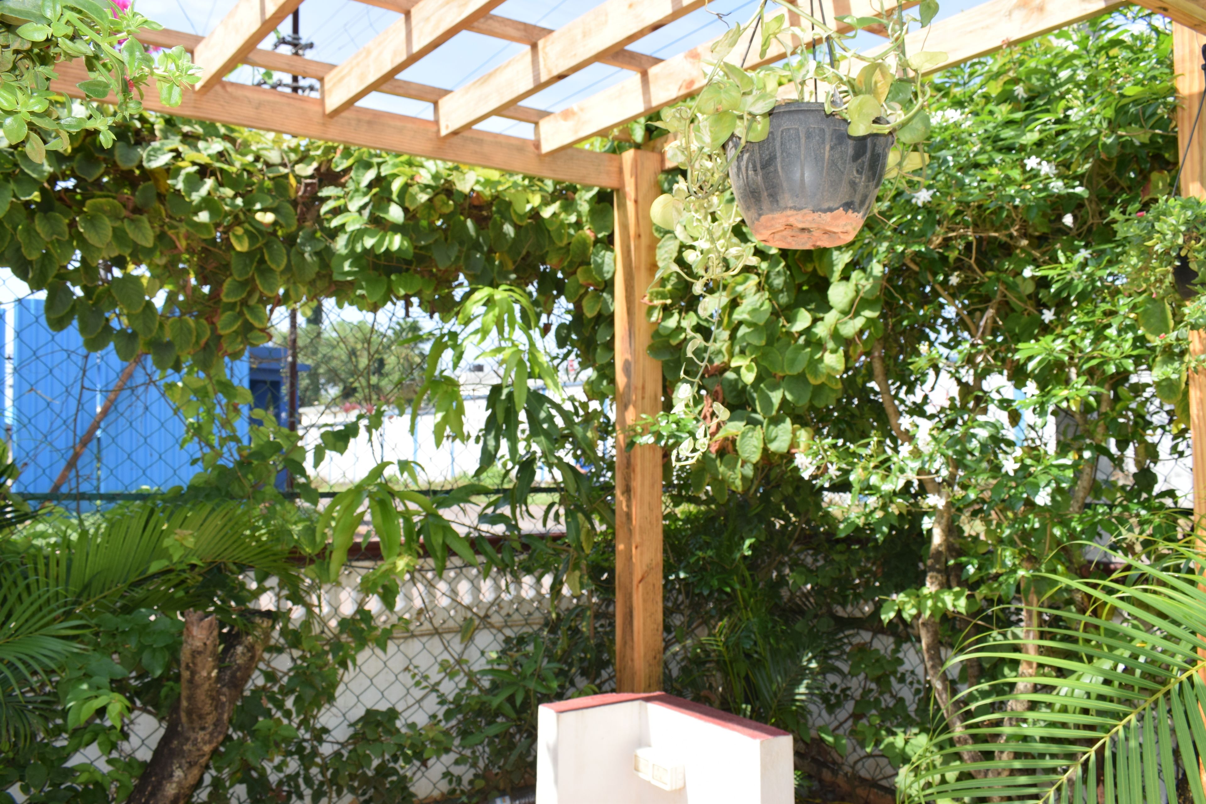 Uma pérgola de madeira com vasos suspensos e plantas trepadoras.