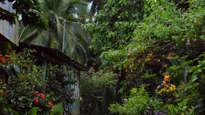 Uma trilha estreita e sem pavimentação, ladeada por vegetação exuberante e diversas plantas.