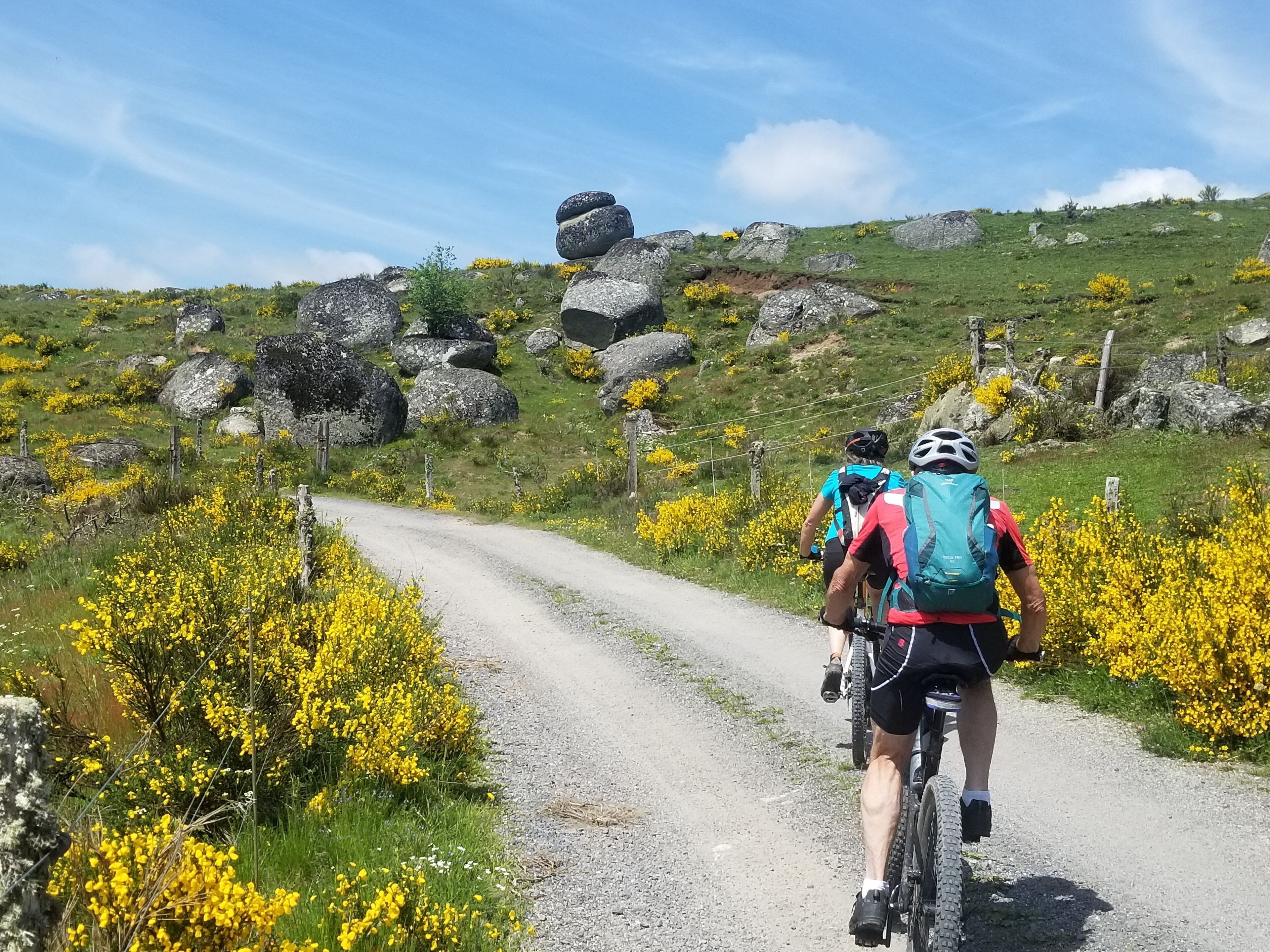 Uma estrada de cascalho com ciclistas, cercada por vegetação e flores amarelas.