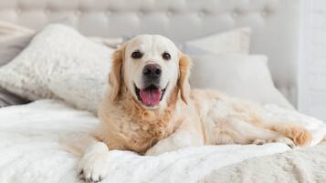 Um cão deitado em uma cama com cabeceira estofada.