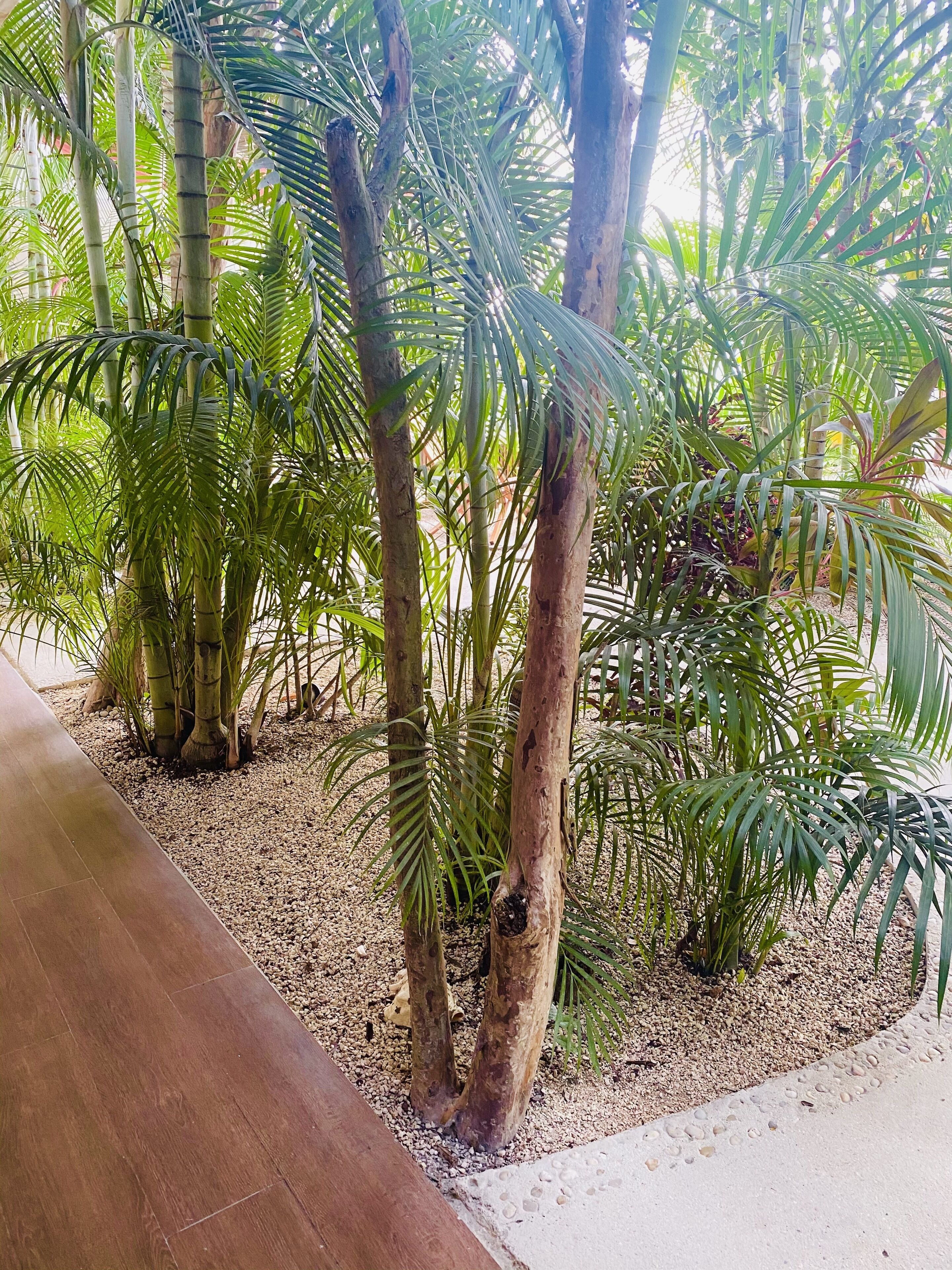 Área de jardim com palmeiras e um deck de madeira.