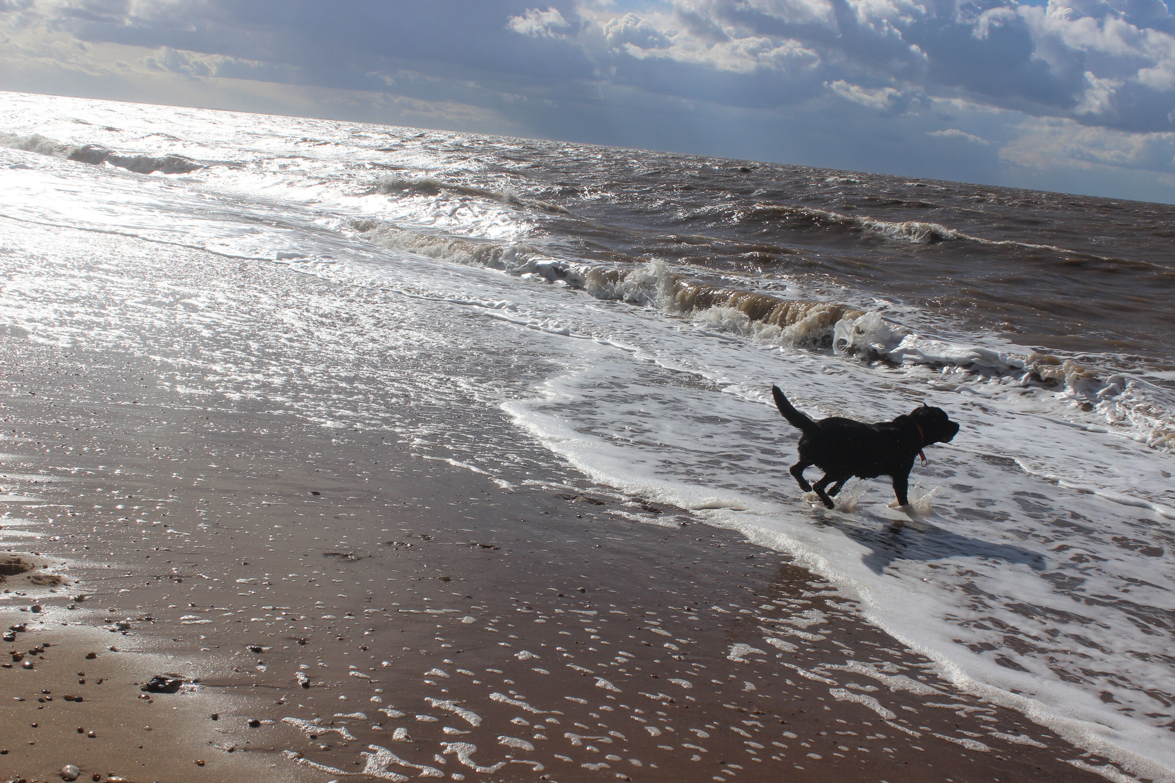 Um cão correndo numa praia arenosa com ondas.