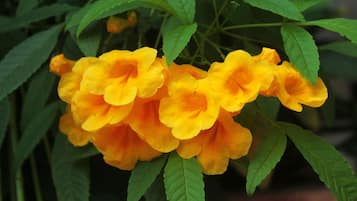 Jardim