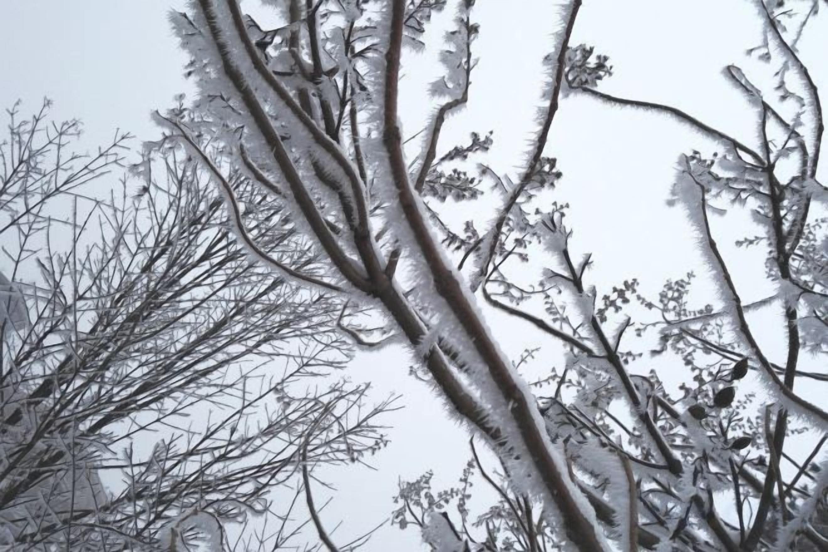 Uma árvore com galhos cobertos de neve.