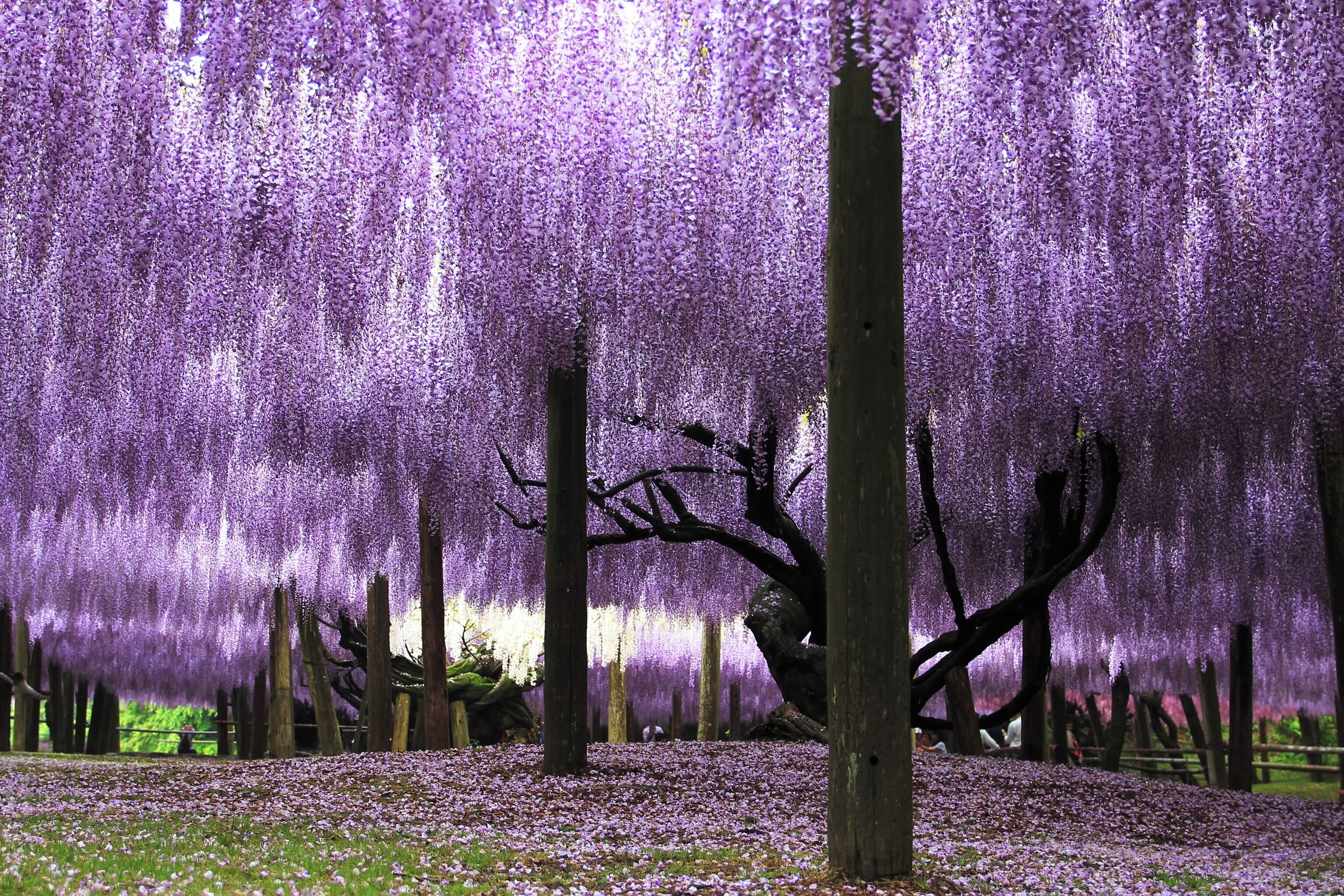Um parque com árvores e um toldo roxo.