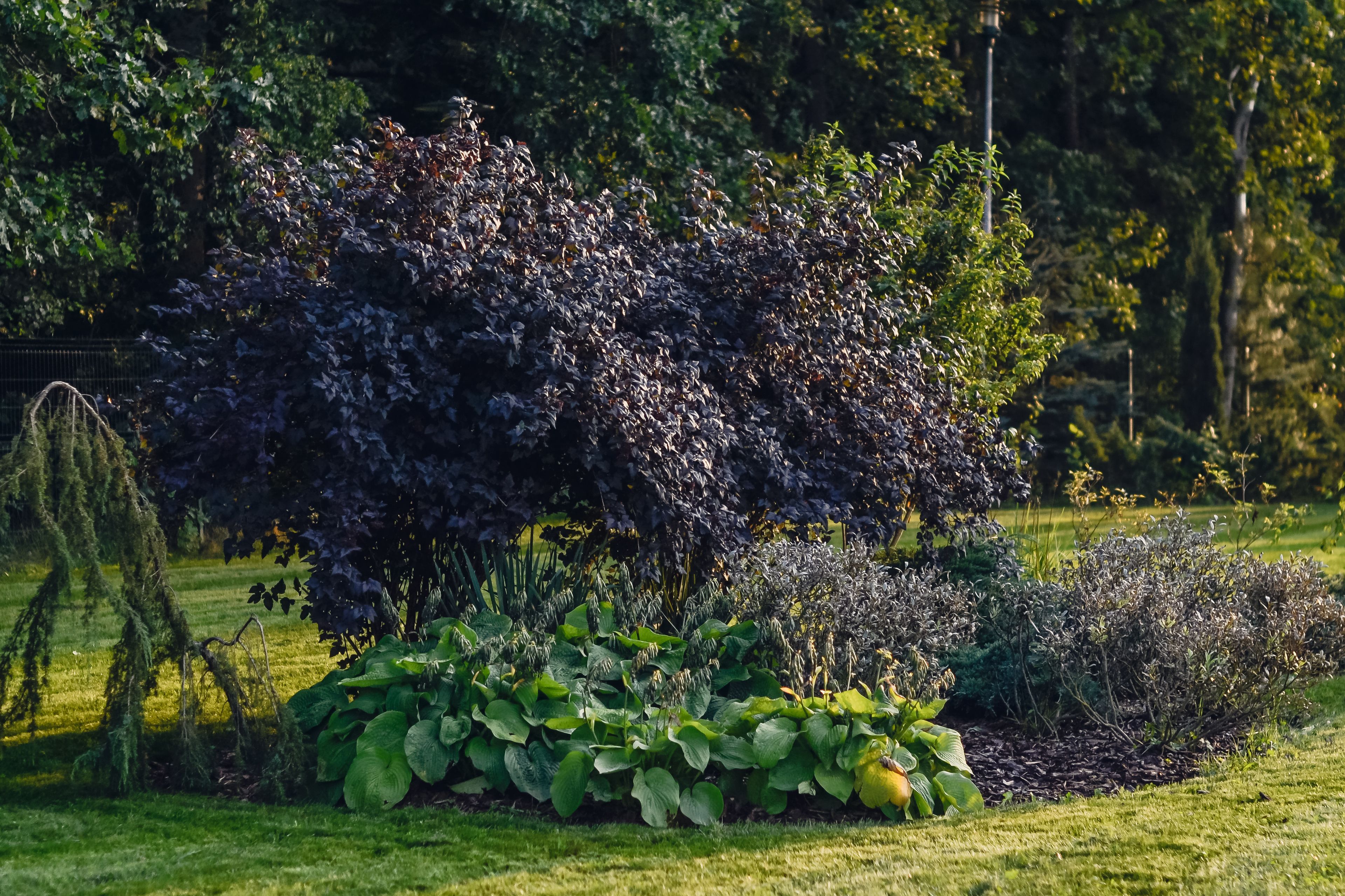 Um jardim com diversas plantas e uma grande árvore de folhagem escura.