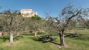 Um olival com mesas de piquenique e um edifício ao fundo.