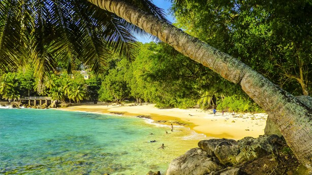 Uma praia com águas turquesa cristalinas, palmeiras e um calçadão de madeira.