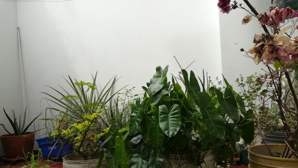Diversas plantas em vasos dispostas sobre um piso de azulejos, com uma parede branca ao fundo.