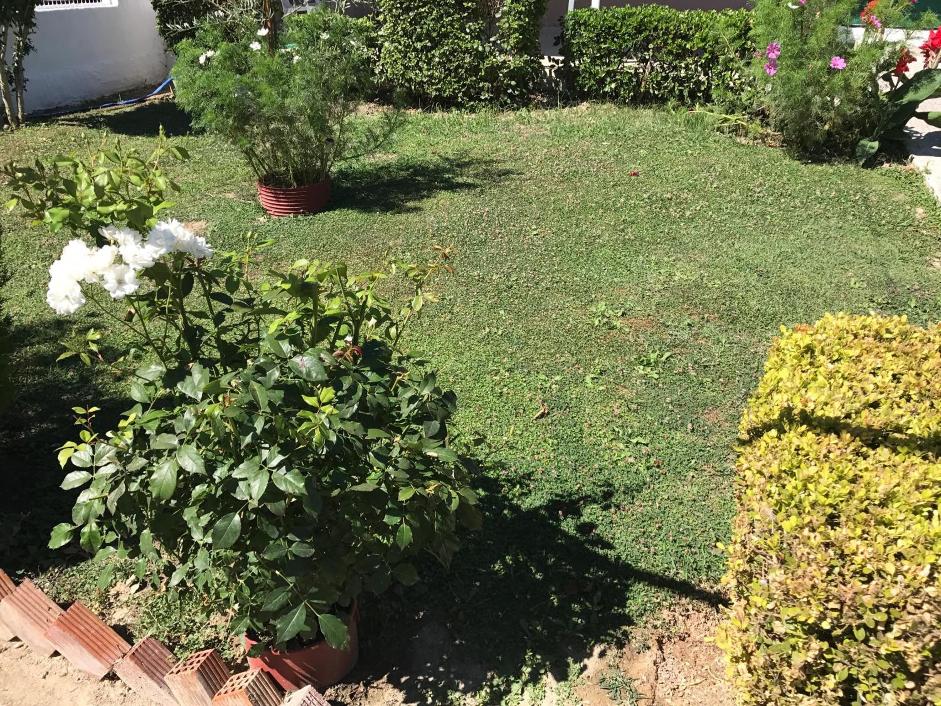 Um jardim bem cuidado, com diversas plantas e um gramado aparado.