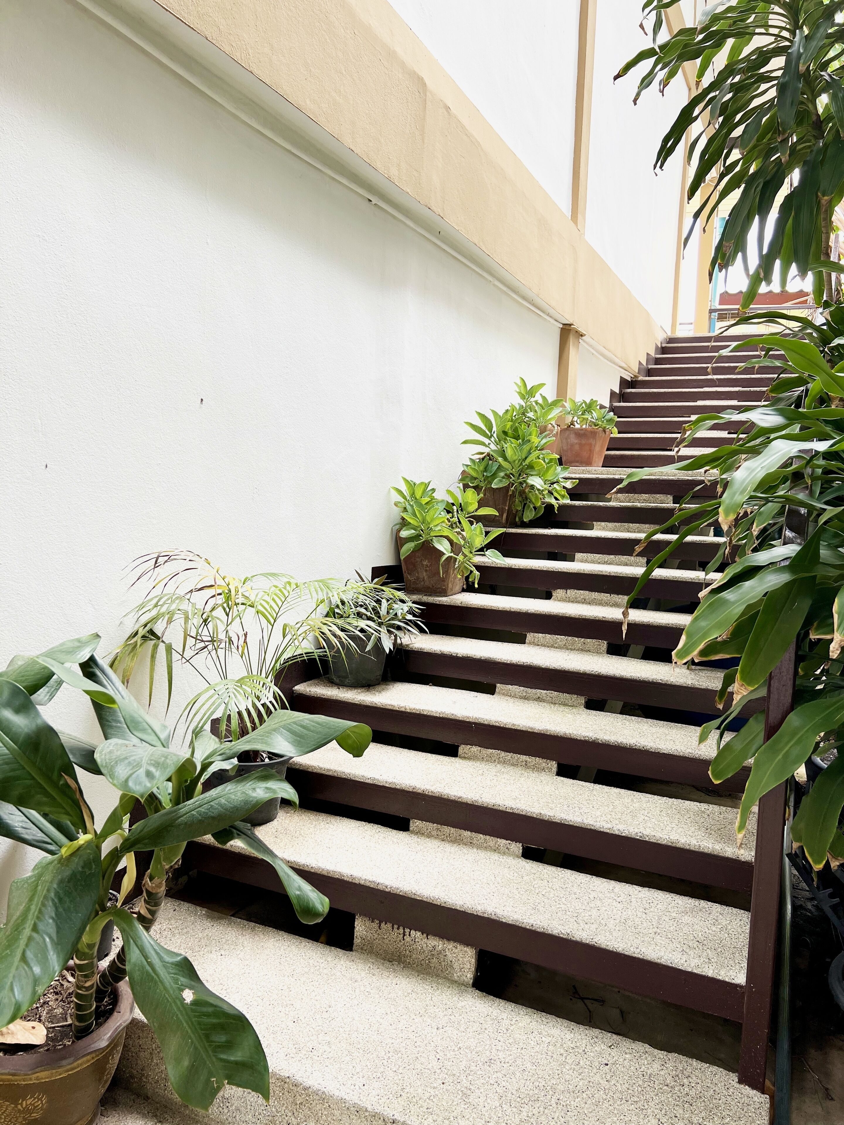 Escada com degraus de concreto e corrimãos de madeira, rodeada por vasos de plantas.