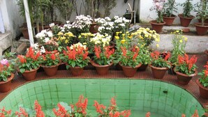 Diversas plantas em vasos dispostas ao redor de uma piscina com azulejos verdes.