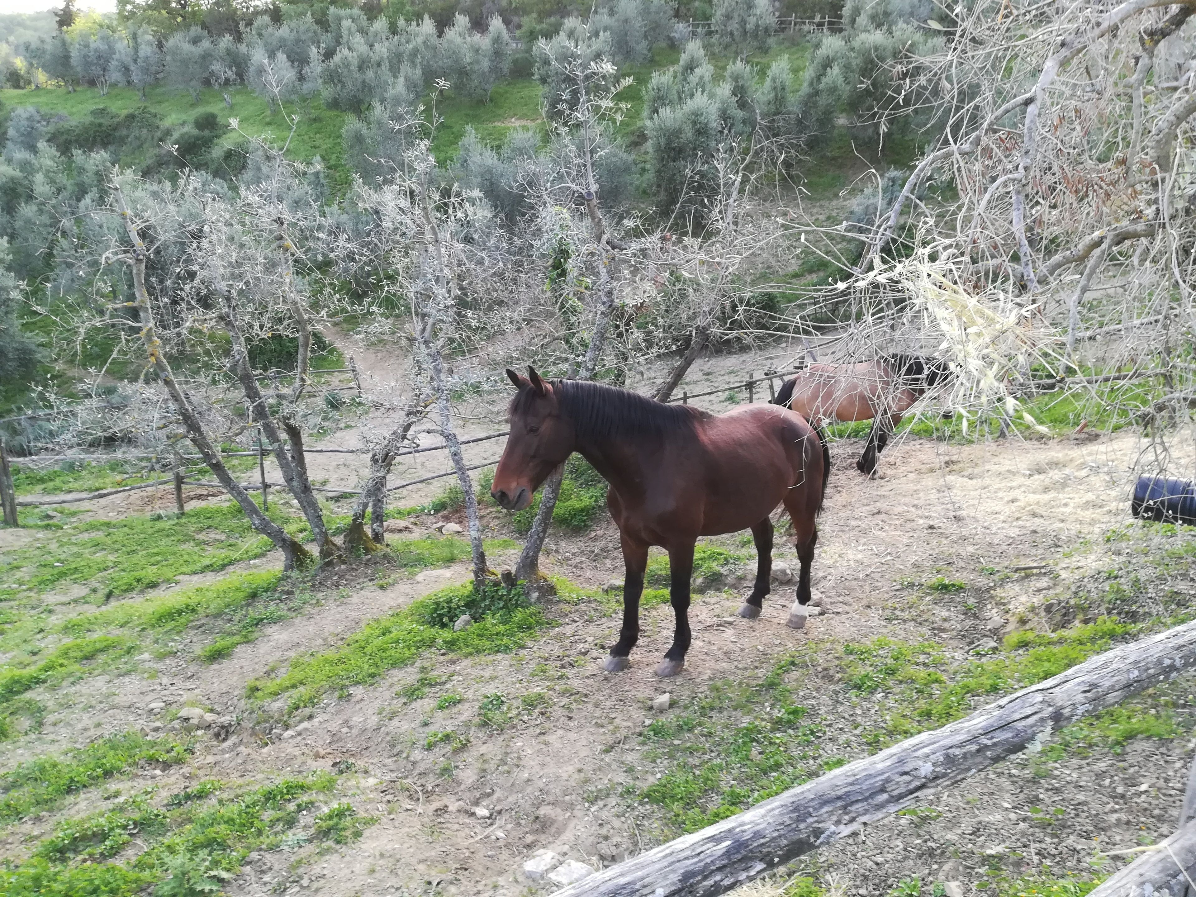 Um cavalo em área externa cercada com vegetação escassa e árvores.