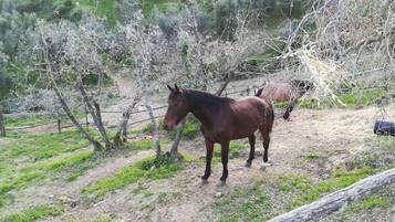 Um cavalo em área externa cercada com vegetação escassa e árvores.