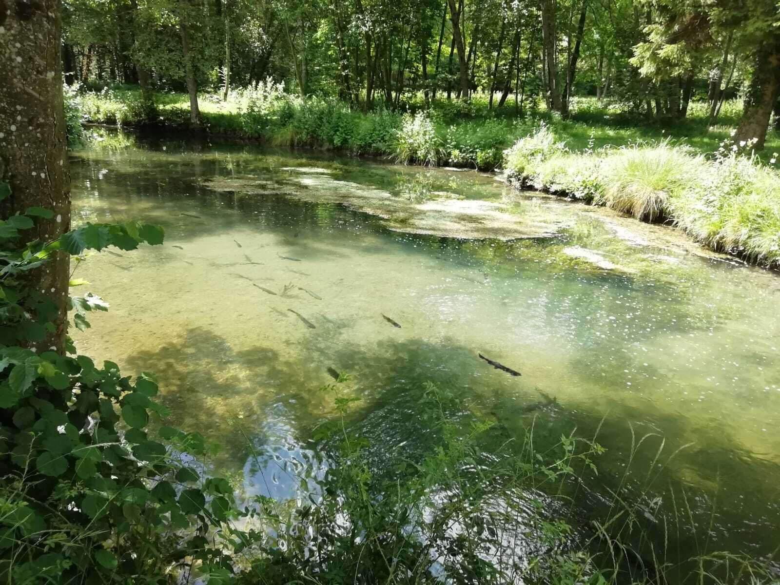 Uma massa de água natural rodeada por vegetação densa e árvores.