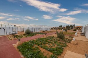Uma estufa com fileiras de plantas e um caminho.