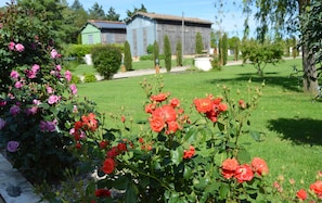 Um jardim com rosas vermelhas e um edifício verde ao fundo.