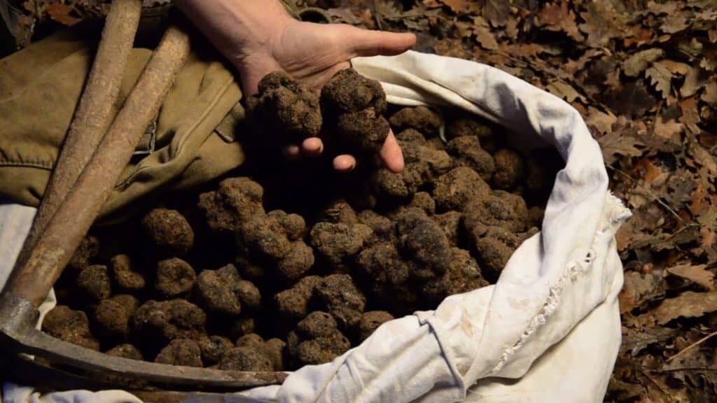 Uma mão segurando um punhado de terra, com uma sacola cheia de material semelhante ao fundo.